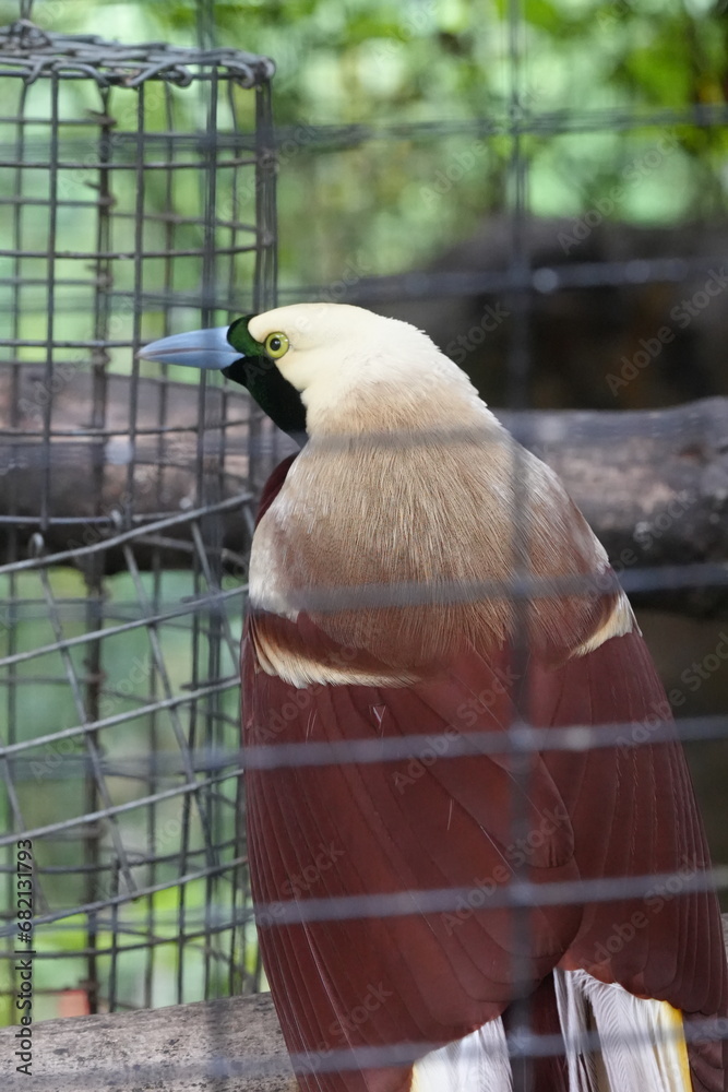 The Paradisaea genus comprises birds-of-paradise, a group of stunning ...