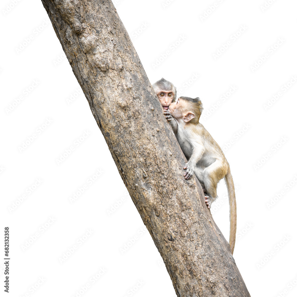Two young lover monkeys, Macaca showed their love for each other by ...