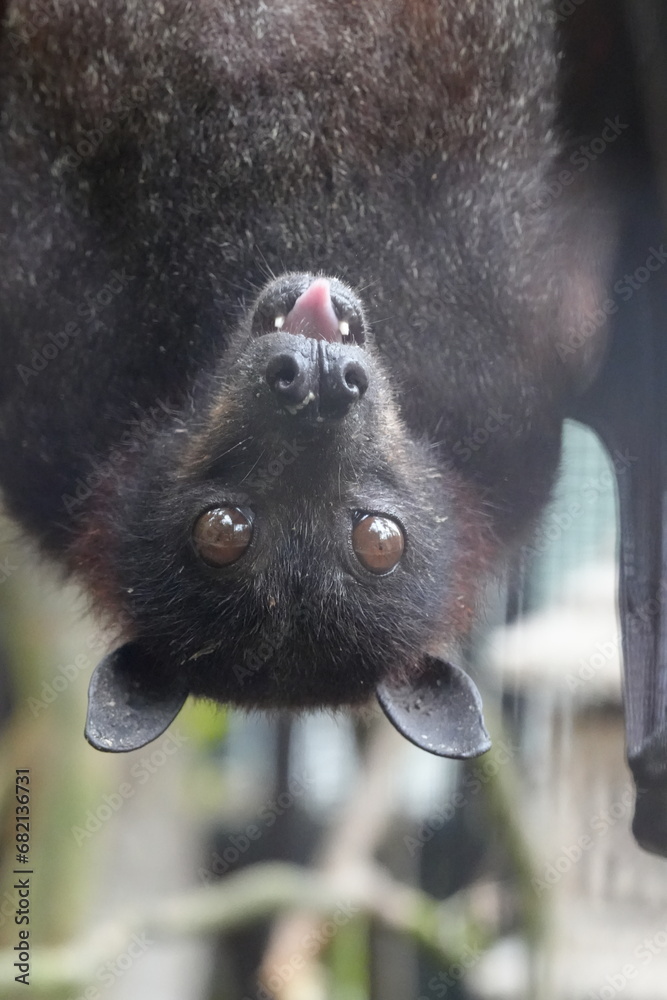 Pteropus alecto, commonly known as the Black Flying Fox or the Black ...