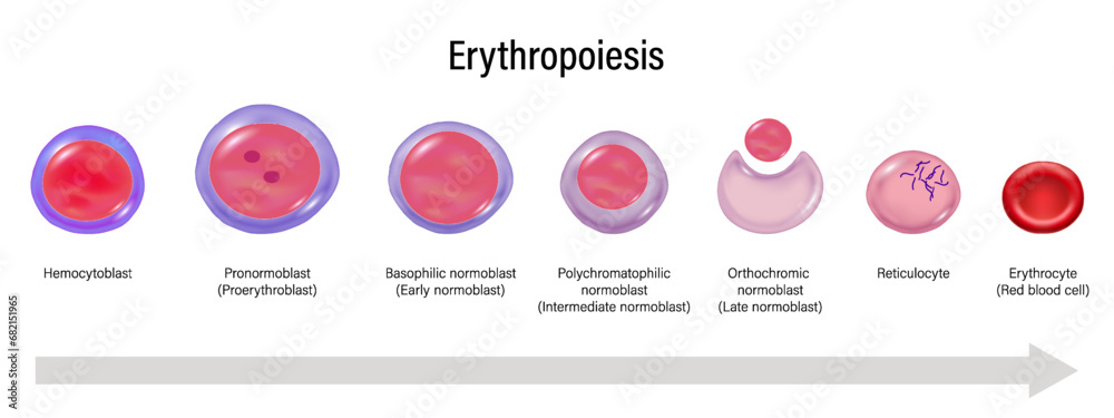 Stages of Erythropoiesis vector. Red blood cell maturation ... Stages of Erythropoiesis vector. Red blood cell maturation ...