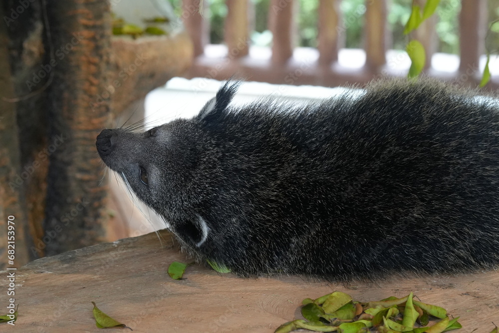 Arctictis binturong, commonly known as the Binturong or Bearcat, is a ...