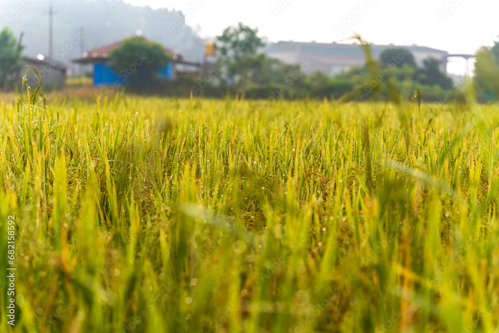 Rice field. Close up yellow rice seed ripe and green leaves on nature ...