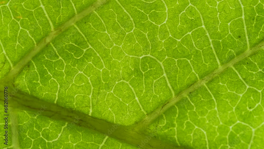 Cell Structure View of Leaf Surface Showing Plant Cells For Education ...