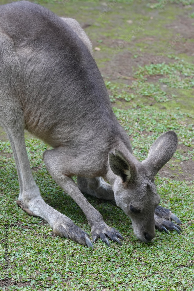 Kangaroos are iconic marsupials native to Australia and nearby islands ...