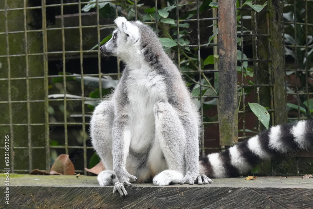 Lemurs are a diverse group of primates endemic to the island of ...