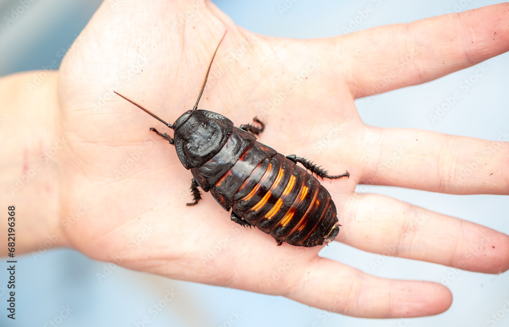 Madagascar Hissing Cockroach. A cockroach sits on a man's hand close-up ...