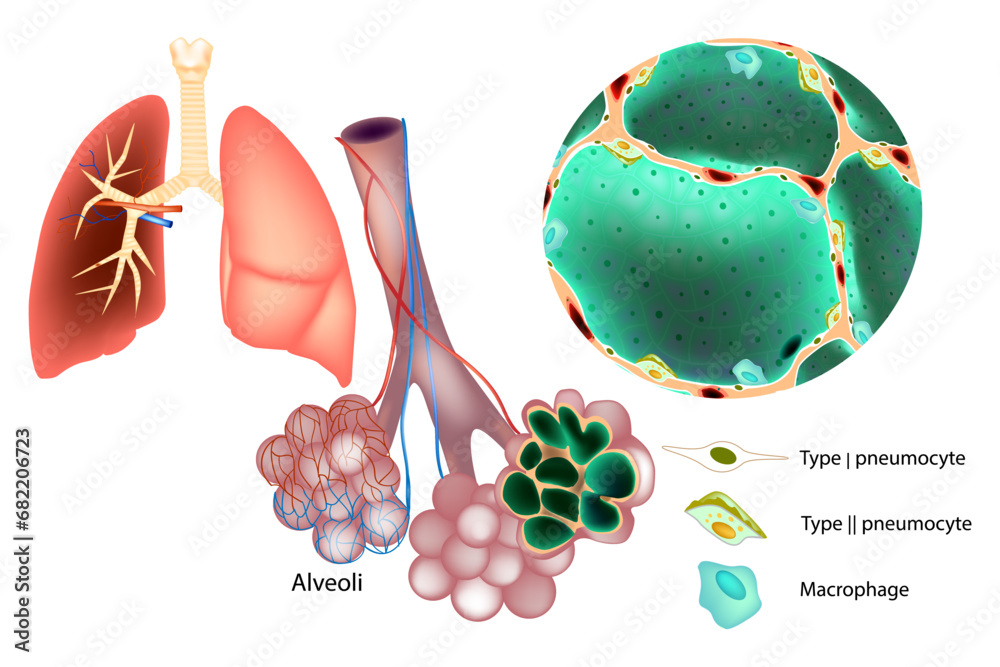Photo & Art Print Medical illustration of the Type | or || pneumocyte ...