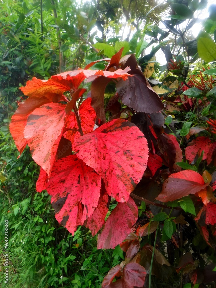 Acalypha wilkesiana red, common name copperleaf, Jacob's coat and ...