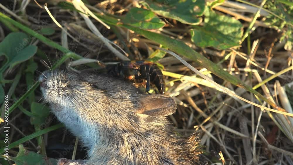 Nicrophorus marginatus running around dead mouse, Burying beetles or ...