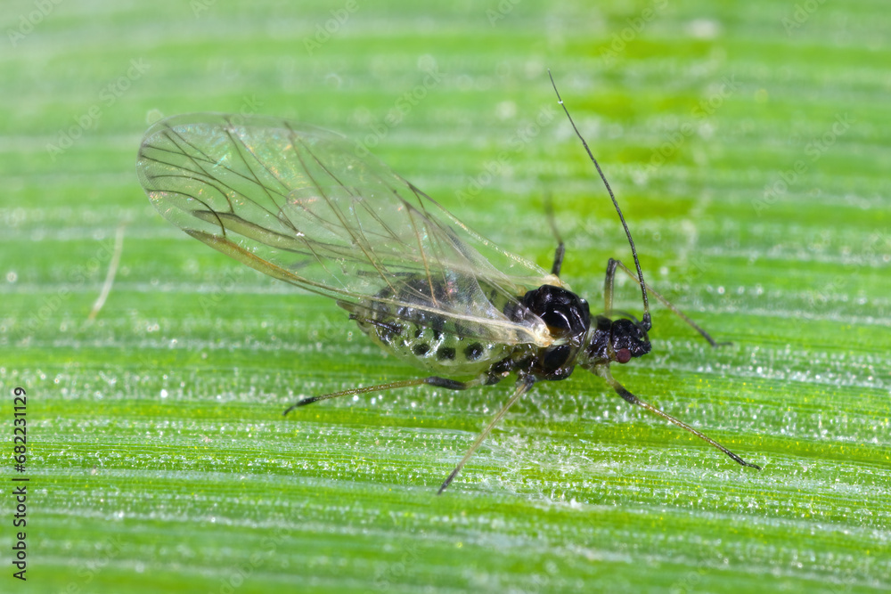Foto de Grain aphid Sitobion avenae winged alate adult insect do Stock ...