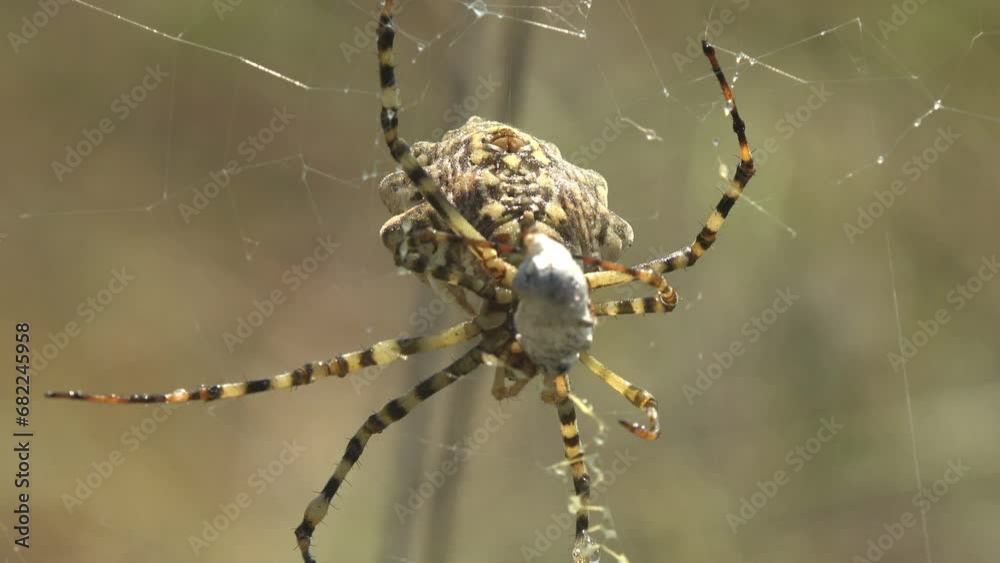 Argiope lobata is species of spider belonging to family Araneidae ...