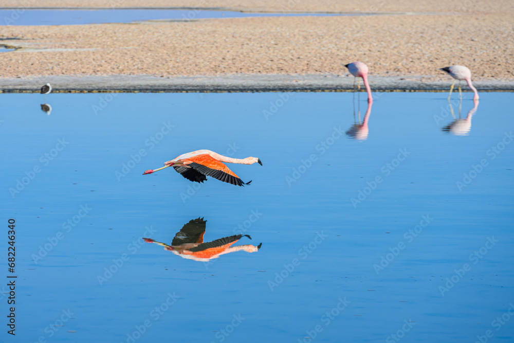 Flamingos voando sobre o lago Chaxas em reserva nacional no deserto do ...
