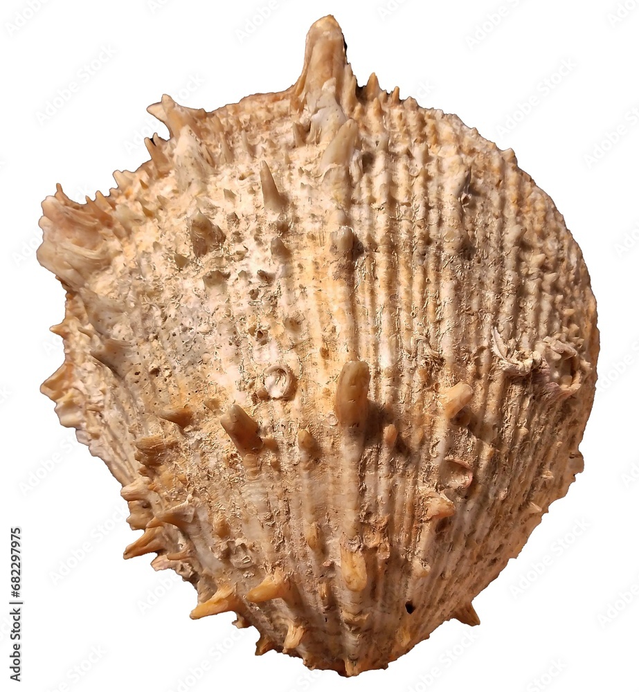 Spondylus shell top view with spikes. Bivalve seashell isolated on ...