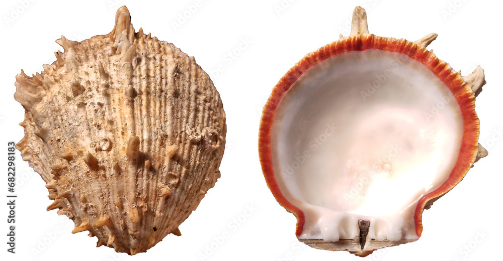 Front and Back of Spondylus shell. Top view with spikes. Bivalve ...