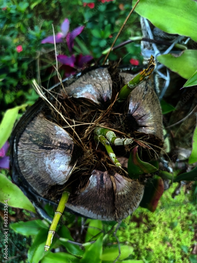 Orchid/anthurium Cultivation, Coconut husk is an excellent growing ...