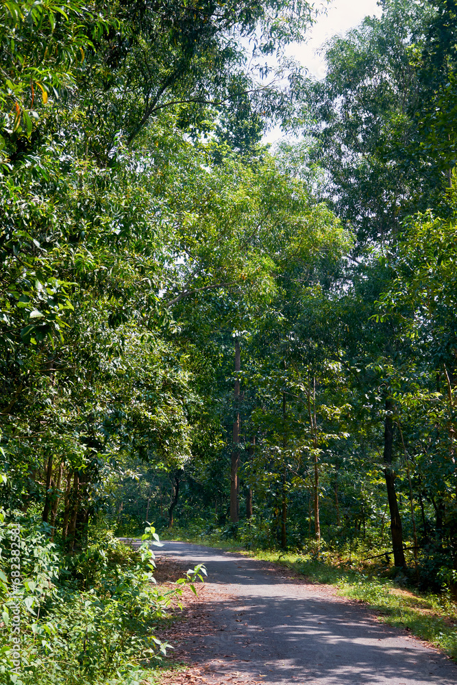 road through the heart of deciduous forest in Jungle Mahal (forest ...