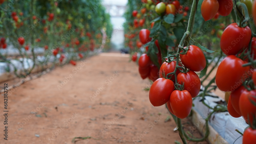 Planta de tomate pera rojo en un invernadero de Almería Stock Photo ...