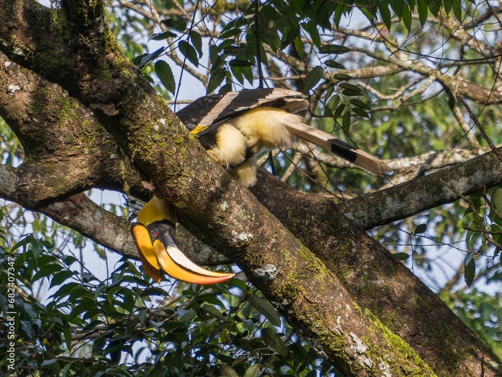 grate indian hornbil kerala state bird Stock Photo | Adobe Stock