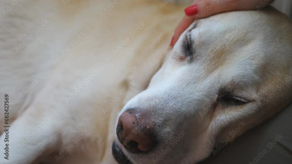 Close up to female owner stroking her cute labrador which lying on her ...