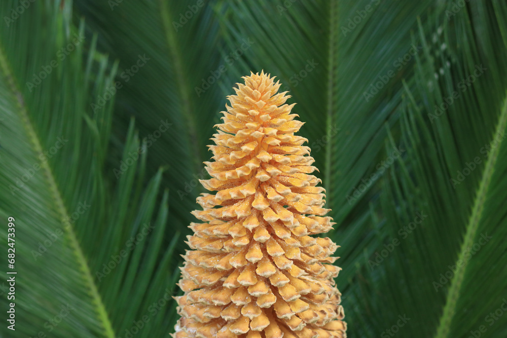 Cycad fruit. Flower of cycad large pollen above an cycad sago palm ...