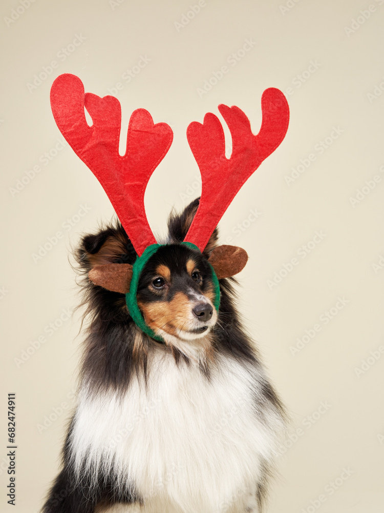 Sheltie dog reindeer antlers in a festive studio shot. The dog's ...