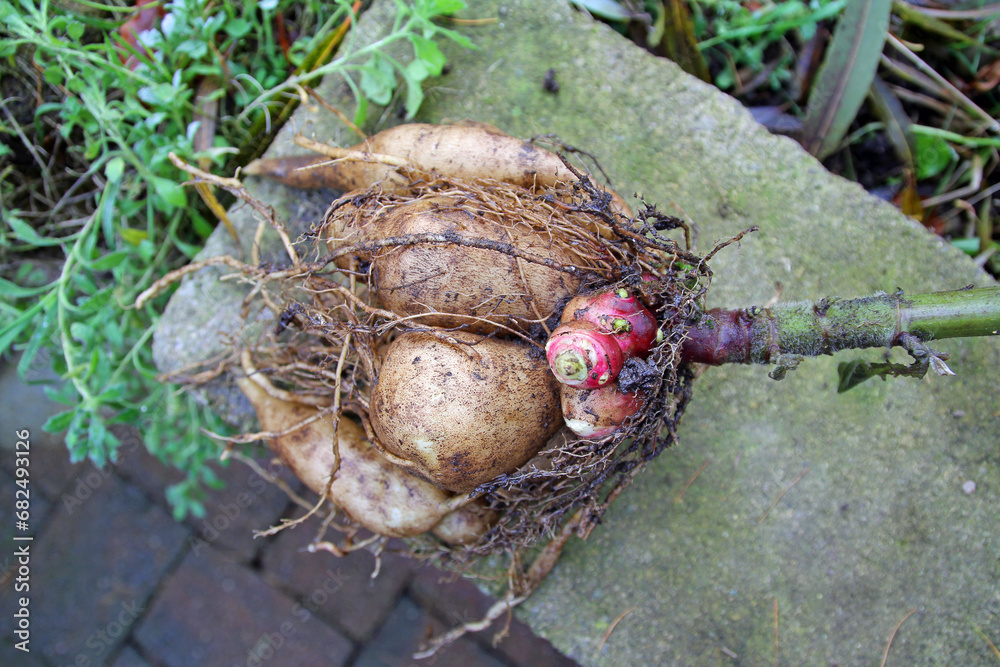 Yacón propagation root with rhizomes and storage tubers Stock Photo ...