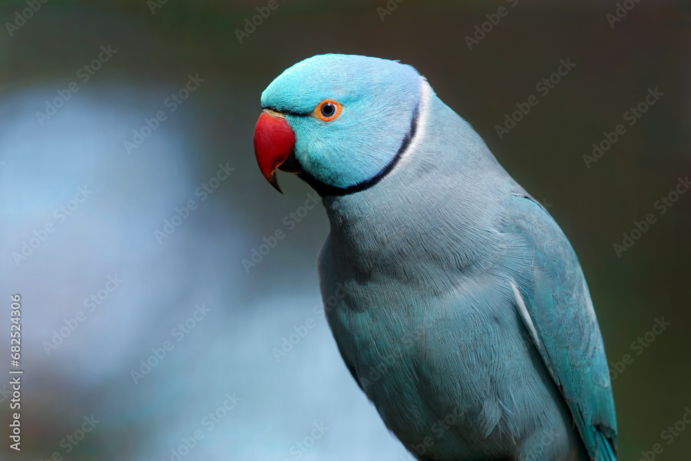 Indian ringneck parakeet (blue morph) - Psittacula krameri Stock Photo ...
