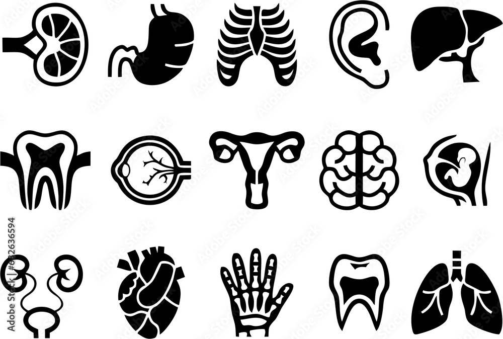 Human Internal Organ Anatomy. Tooth, Liver, Brain, Intestine, Lung ...