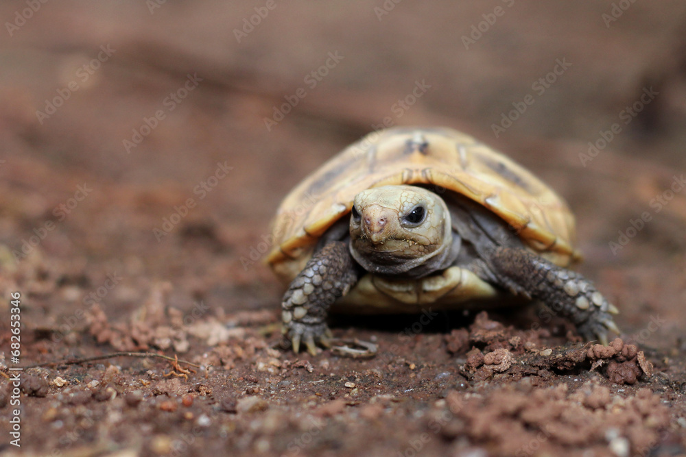 Elongated tortoise in the nature, Indotestudo elongata ,Tortoise ...