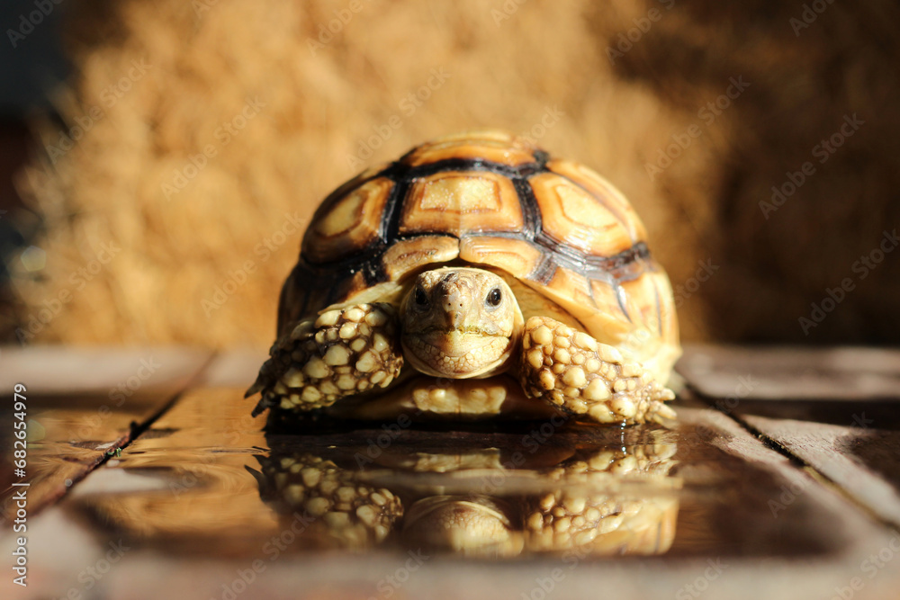 African Sulcata Tortoise Natural Habitat,Close up African spurred ...