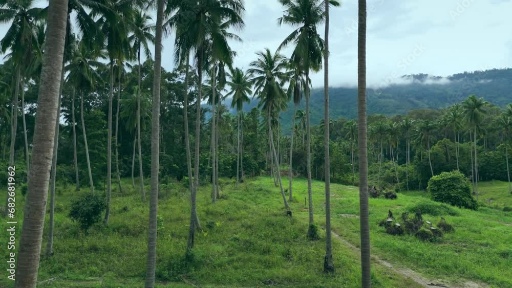 Vidéo Stock Traveling from height of planes flight through slender palm ...
