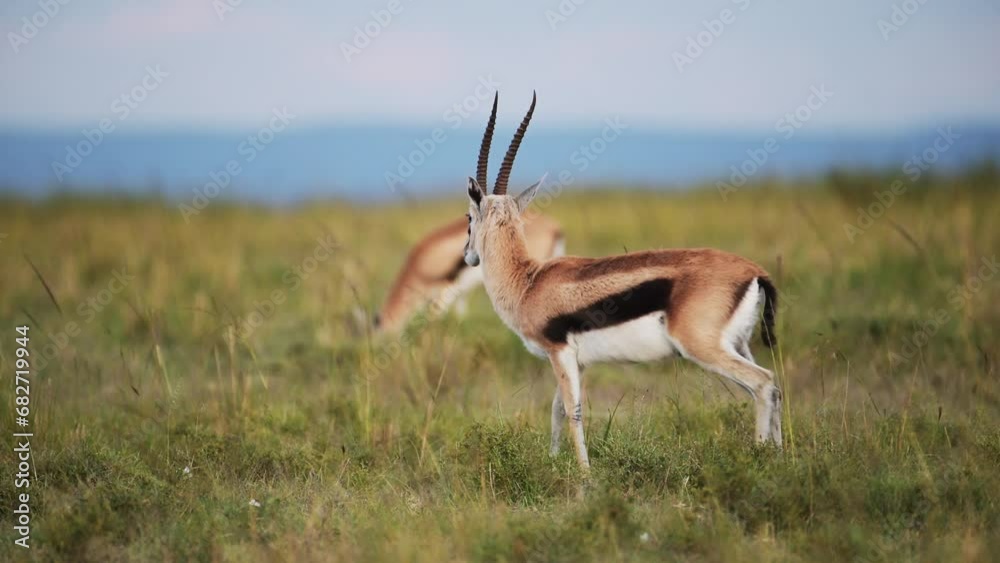 Gazelle in nature walking and feeding peacefully in the savannah ...