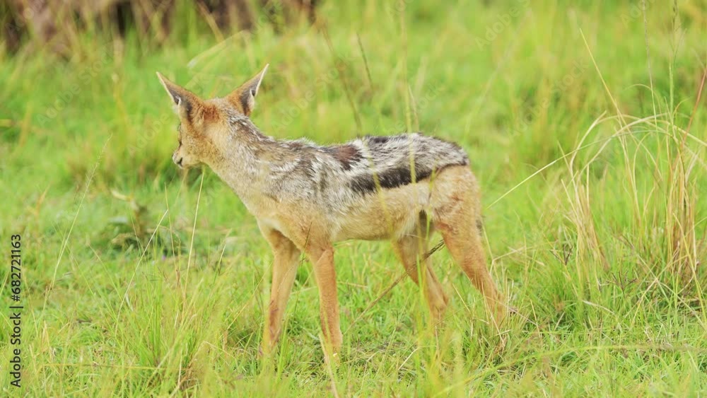 Vidéo Stock Dead antelope prey lying in the grass of the savannah ...