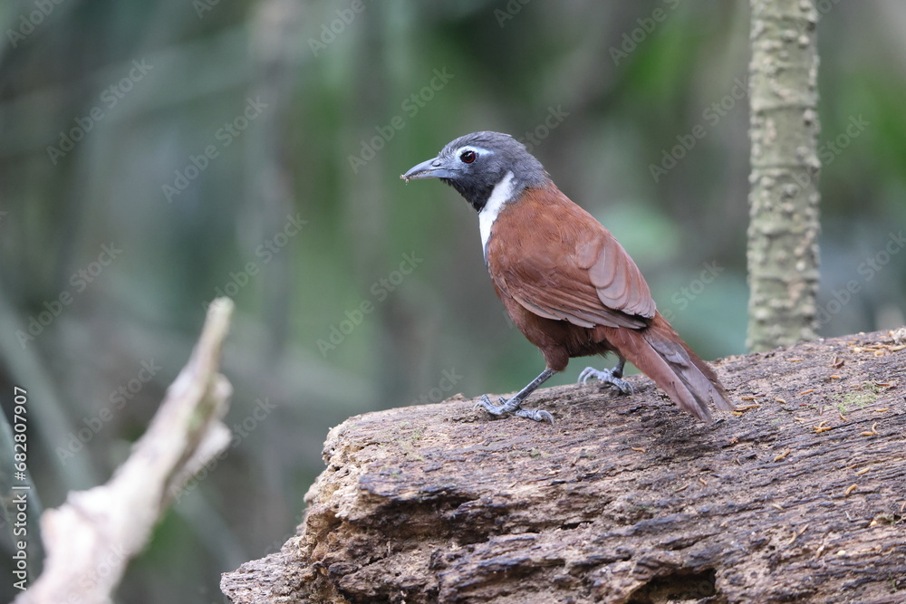 The white-bibbed babbler (Stachyris thoracica) is a species of bird in ...