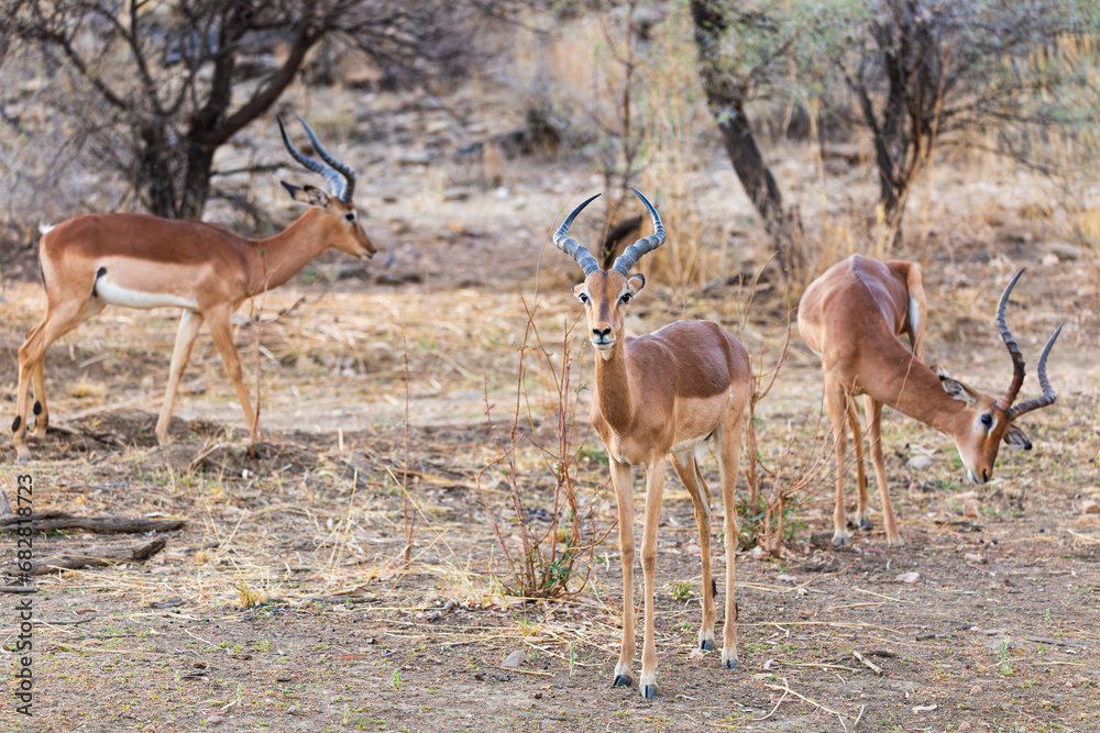 Beautiful young springboks seen in brush during a golden hour evening ...