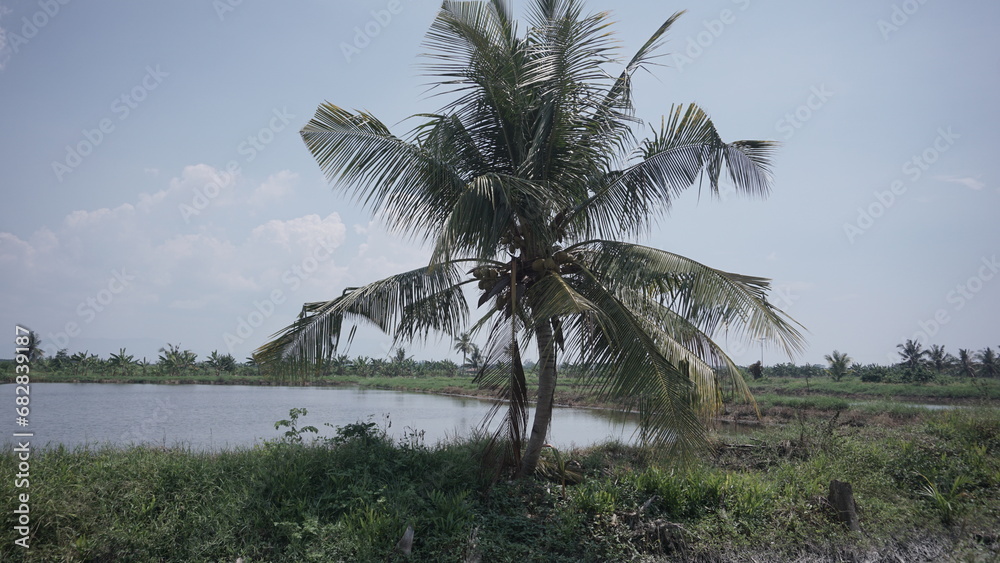 Pohon Kelapa Stock Photo | Adobe Stock