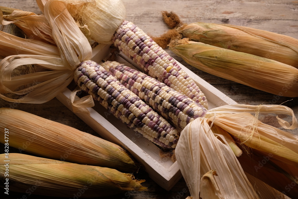 gem corn rainbow. rainbow corn with striking seed colors. Corn is one ...