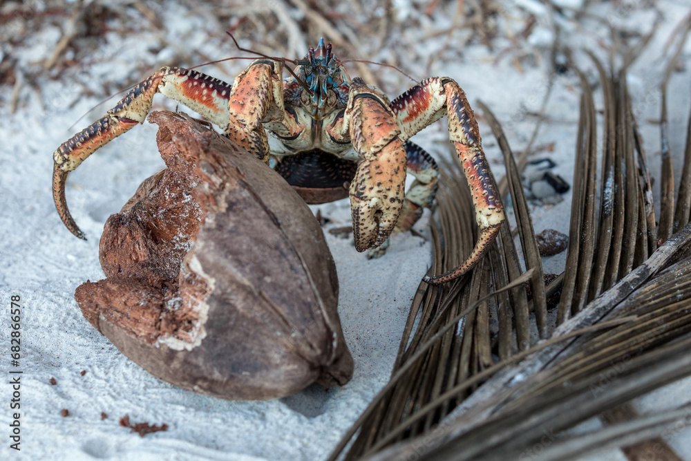 Coconut Crab (Birgus latro), the biggest arthropod in the world eating ...