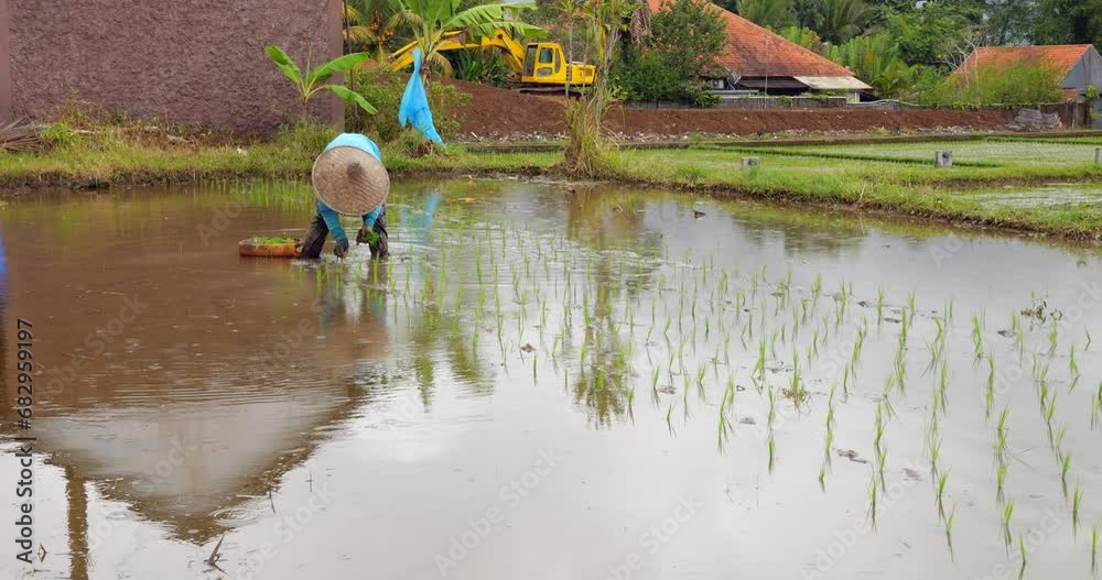 Amidst rain, Balinese woman diligently plants rice seedlings in ...