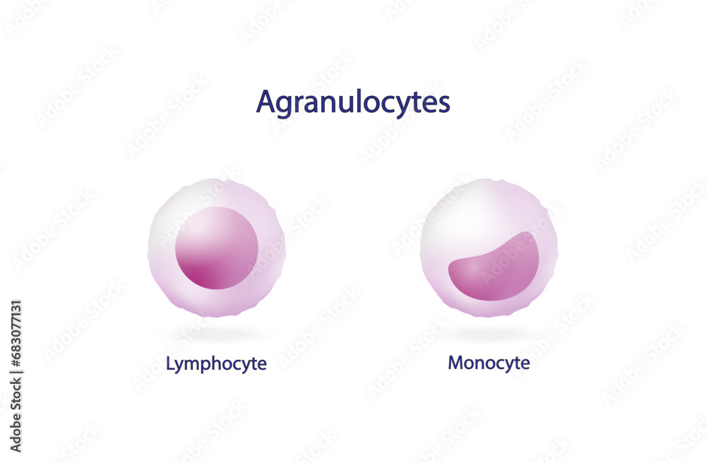 Agranulocytes, monocyte and lymphocyte. Leukocytes, White blood cell ...