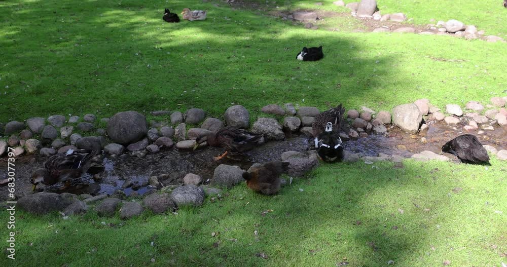 different types of birds living on the farm, an open zoo with different ...