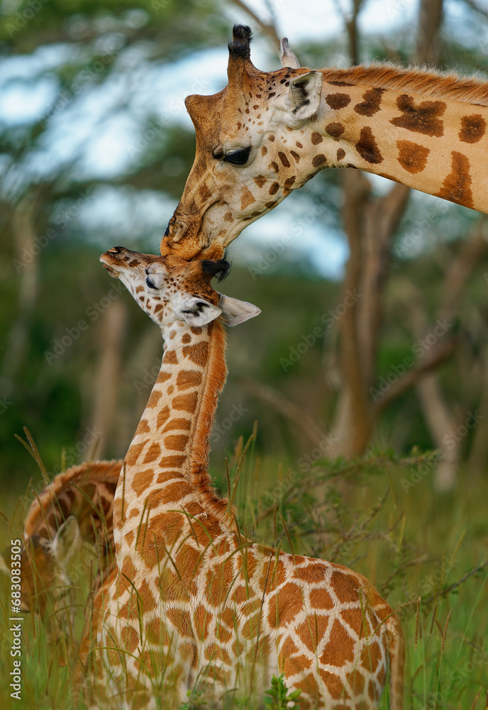 Mother love of Rothschild's giraffe - Giraffa camelopardalis ...