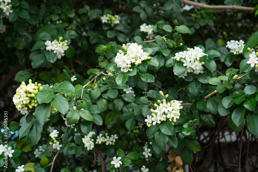Bouquet blossom Murraya paniculata, orange jasmine white smell flower ...