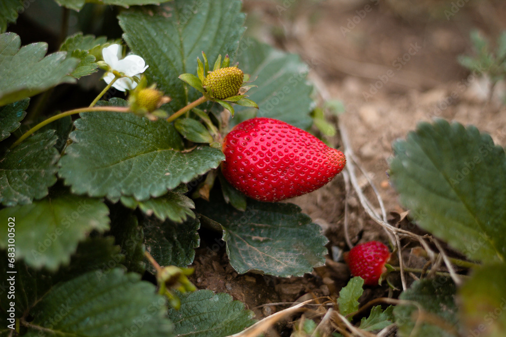 cosecha en el campo de fresas, cultivo de colinas en Perú, recolección ...