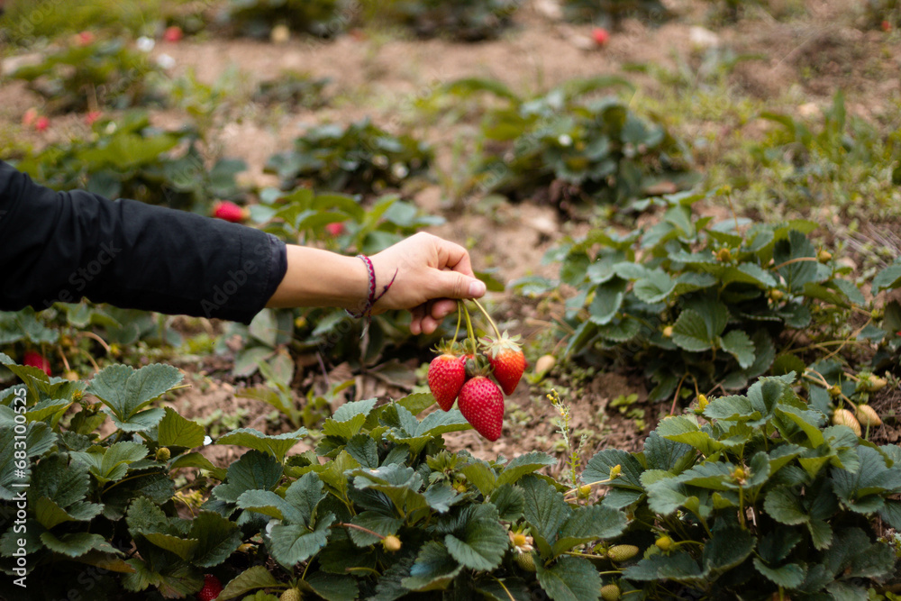 cosecha en el campo de fresas, cultivo de colinas en Perú, recolección ...