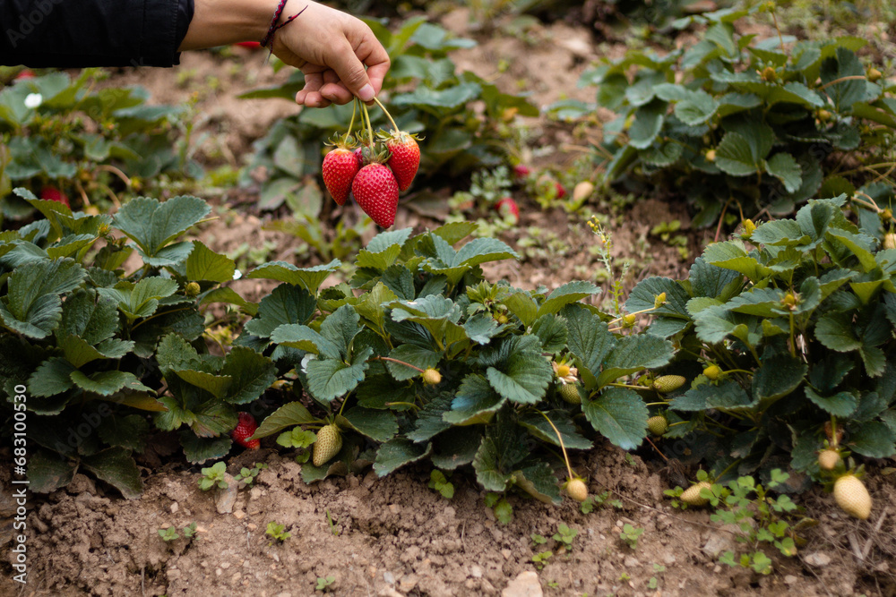 cosecha en el campo de fresas, cultivo de colinas en Perú, recolección ...