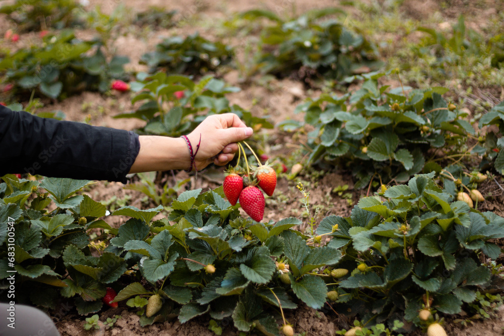 cosecha en el campo de fresas, cultivo de colinas en Perú, recolección ...