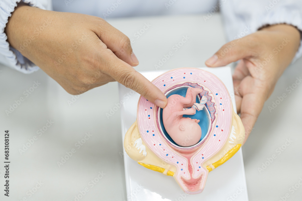 Gynecologist hand holding blue pen and pointing anatomy baby model on ...