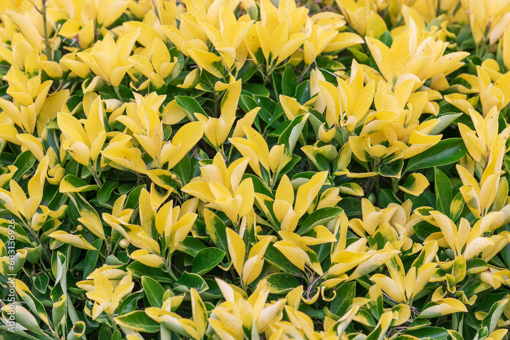 An evergreen spindle tree with yellow leaves. Euonymus japonicus ...