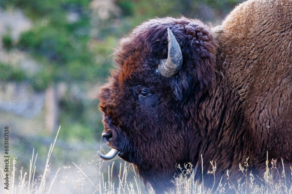 Side profile close up of an American bison, also known as buffalo, with ...
